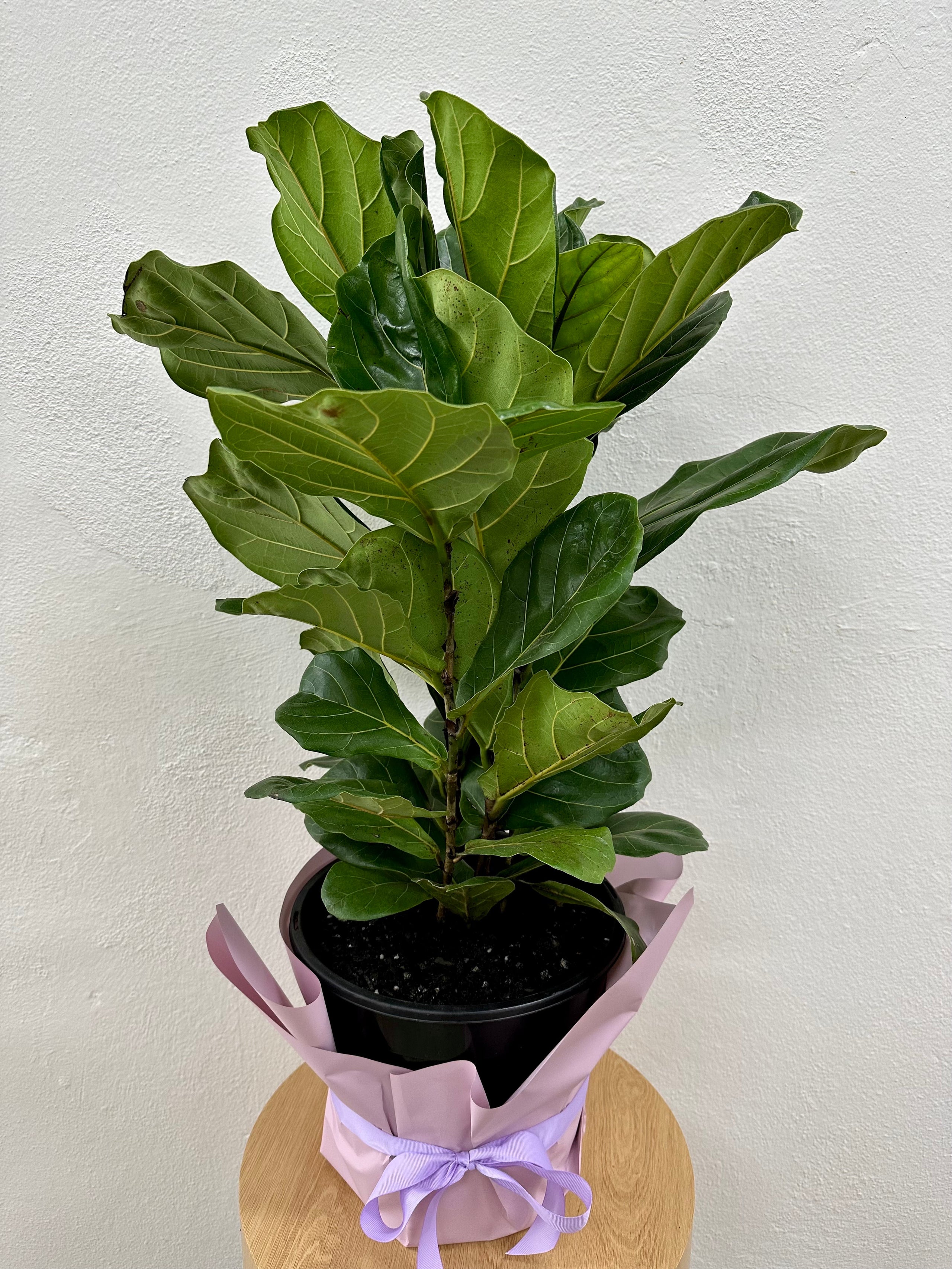 Fiddle-Leaf Fig | The Flower Girl