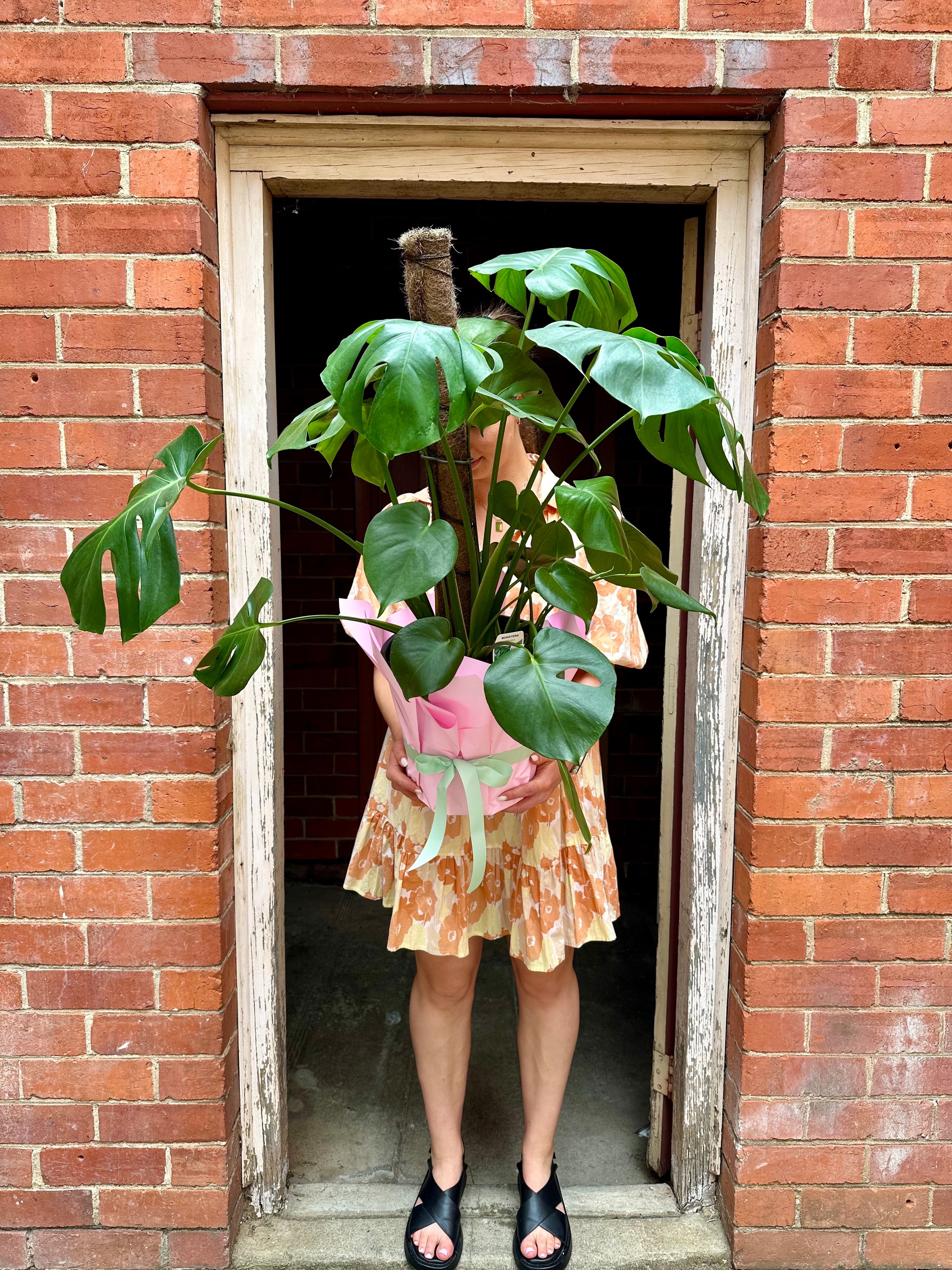 Monstera Totem - Gift Wrapped | The Flower Girl